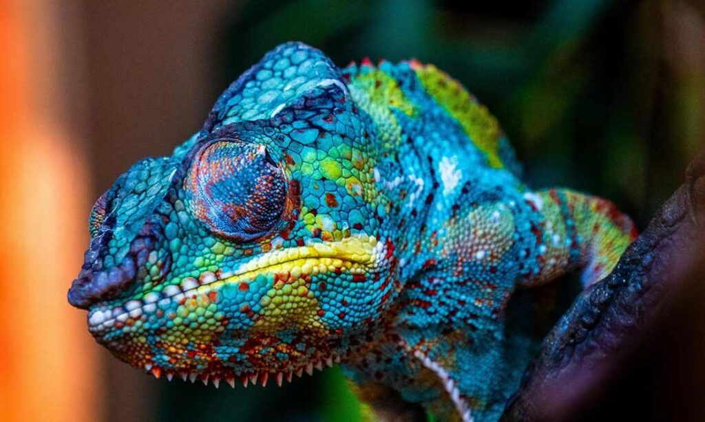 Reptil de ojos saltones que cambia de color: El fascinante camaleón
